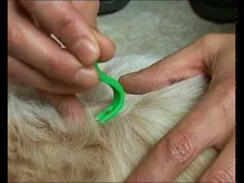 Купить Тик Твистер (Tick Twister) - устройство для безопасного и ...