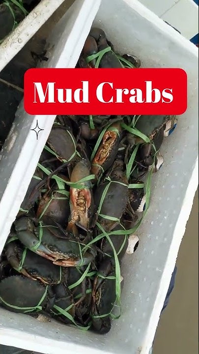 Hello Mr. Crabs ! - YouTube