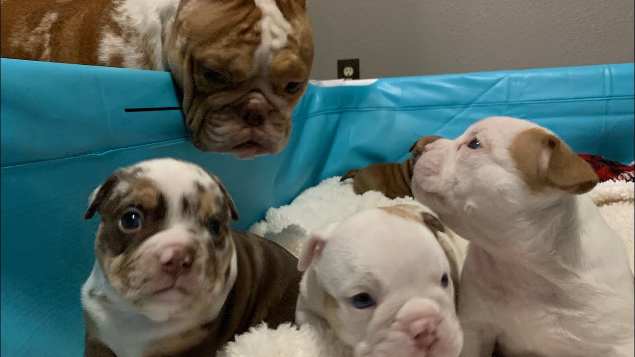 ALL MY DOGS ARE HAVING PUPPIES , CANT BELIEVE THERE ALL IN HEAT - YouTube