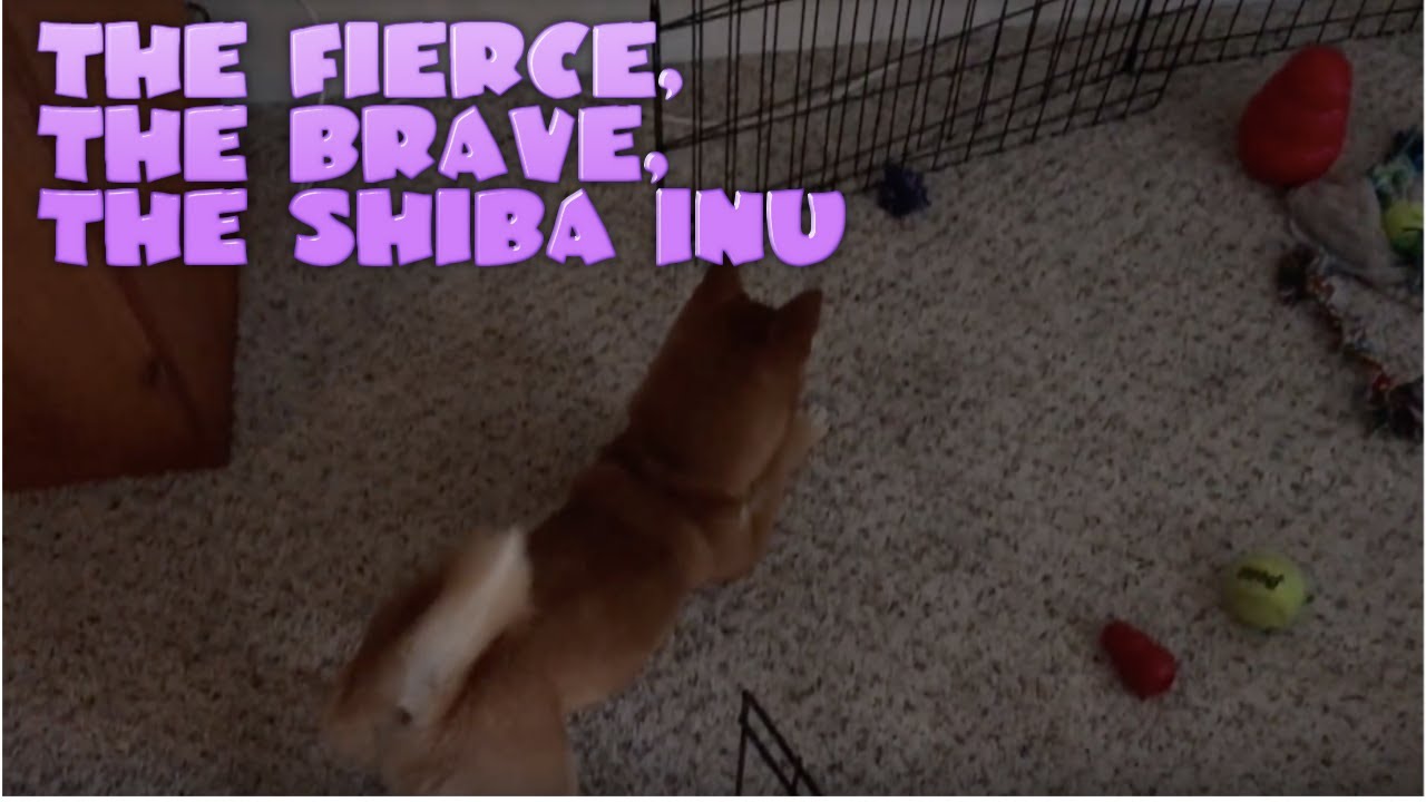 The Fierce, the Brave, the Shiba Inu - YouTube