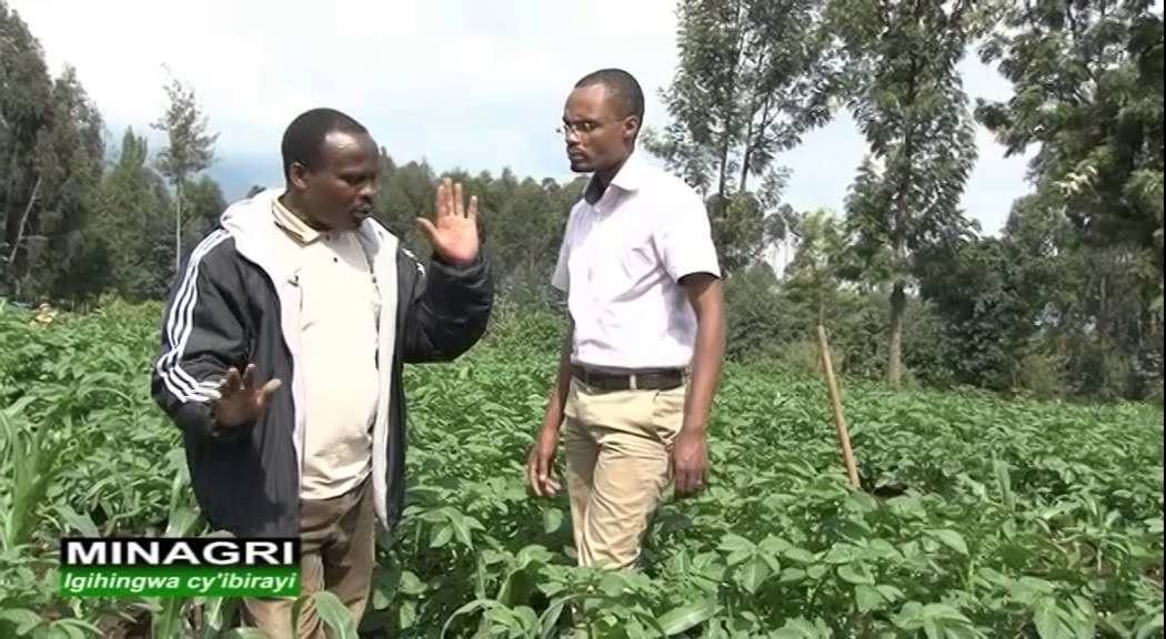 GUKORERA IBIRAYI Ubuhinzi mu Rwanda-Rwanda agriculture - YouTube
