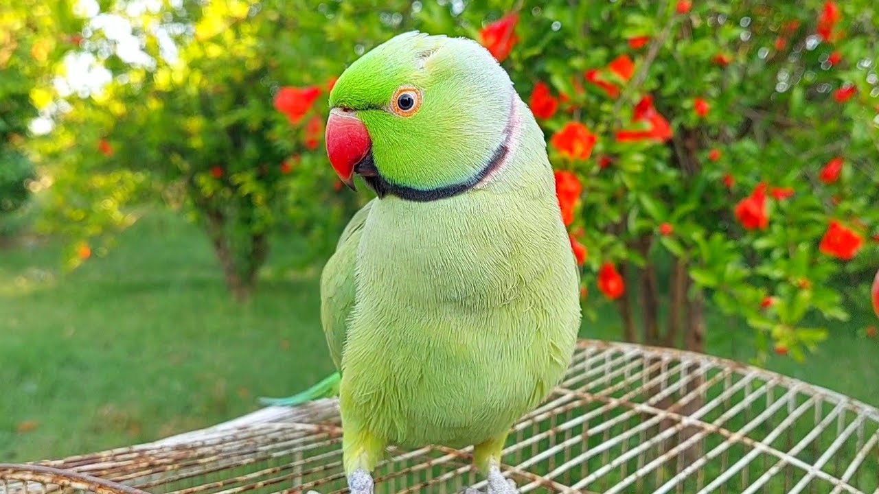 Amazing Parrot Nature Video - YouTube