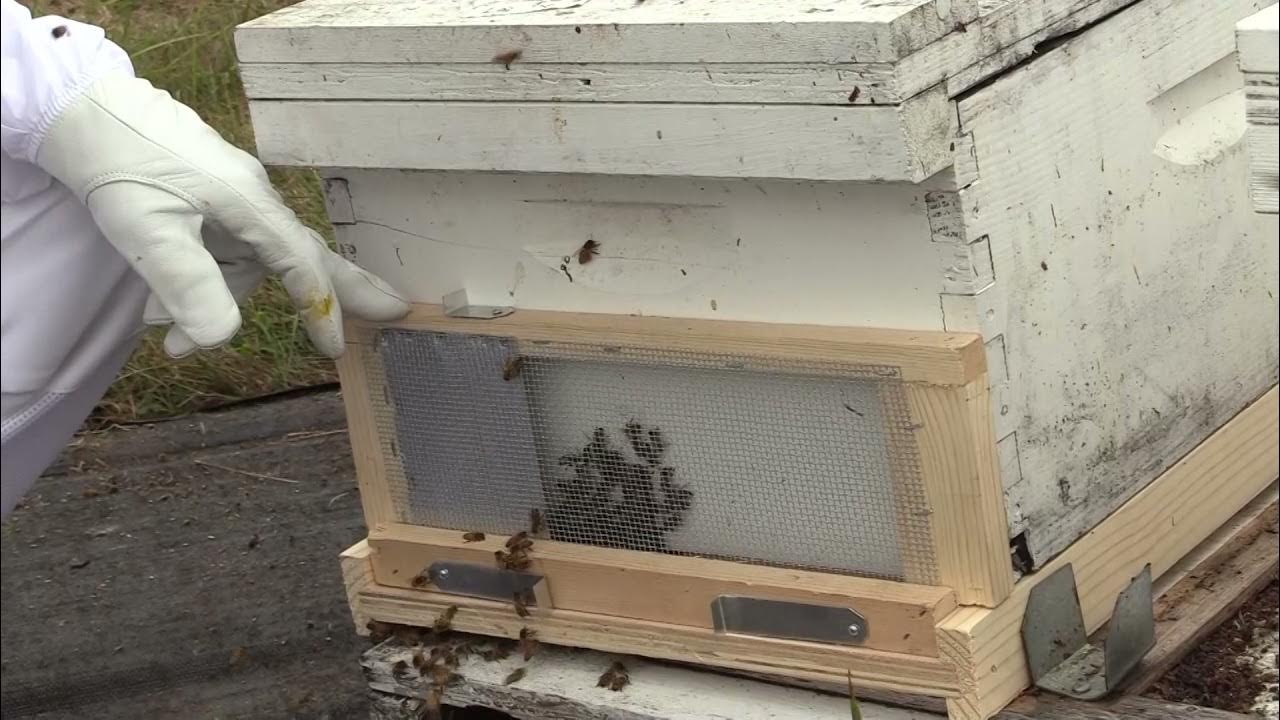 Using a Robbing Screen to protect your Bee Hive - Stanwood Bee Company ...