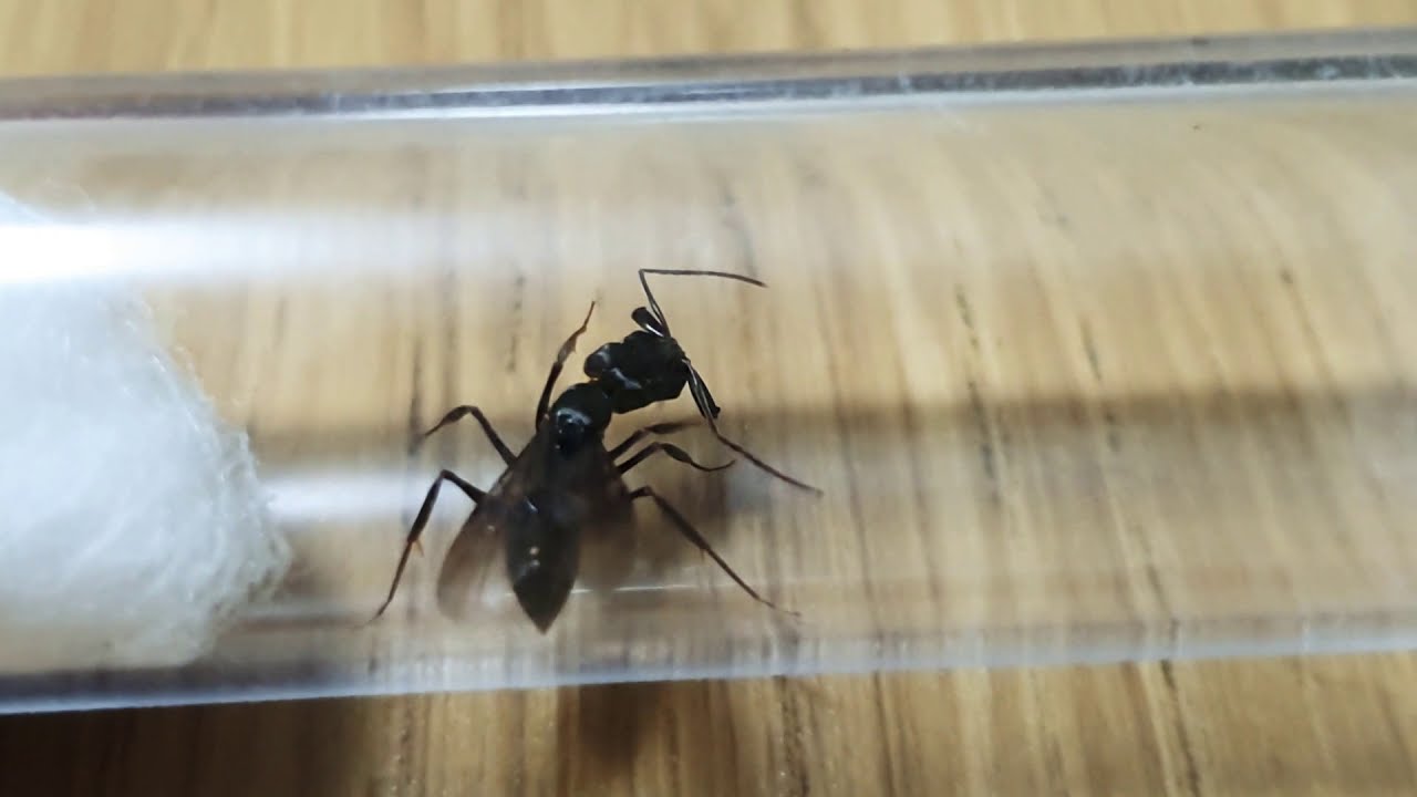 Trap Jaw queen ant removing her wings - YouTube
