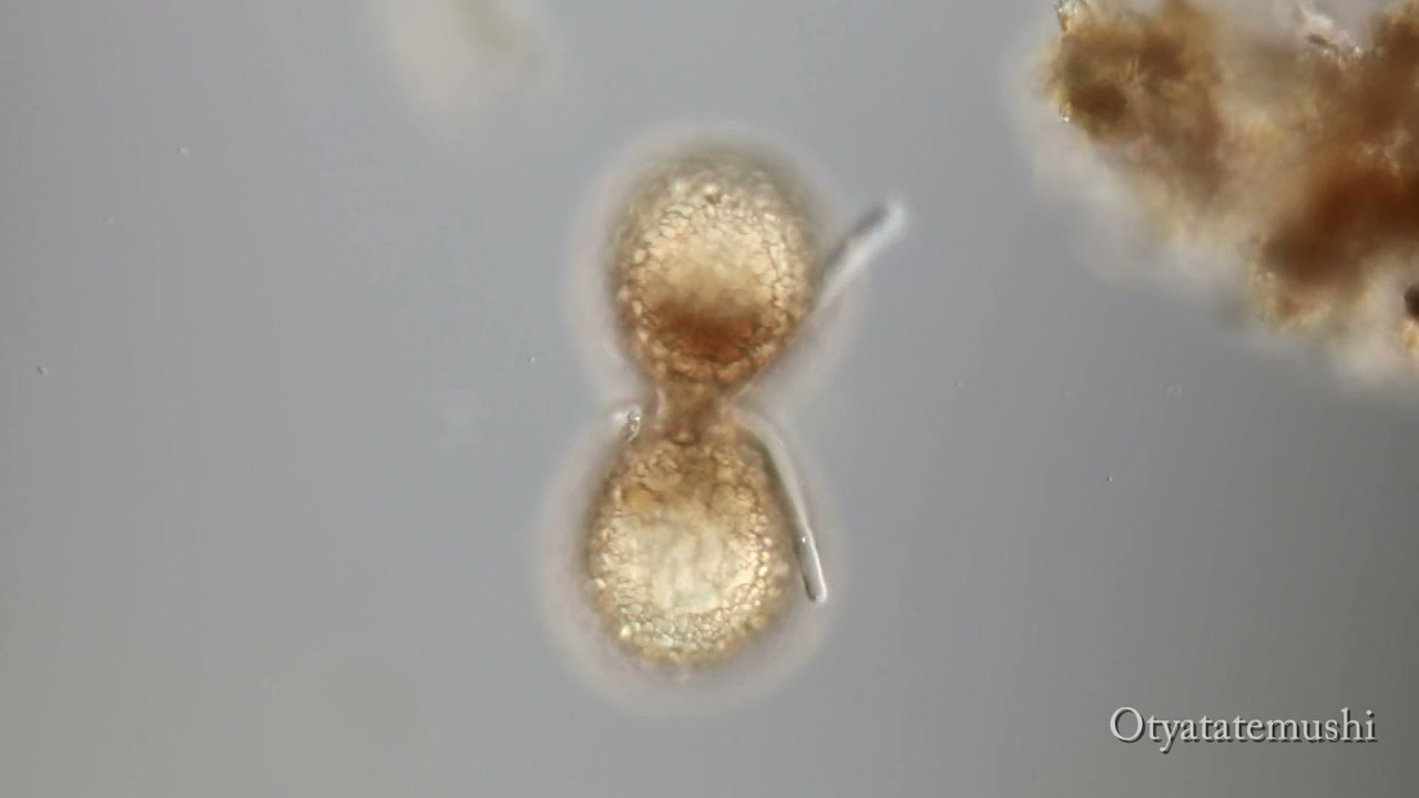 ツボカムリ（Difflugia sp.）の分裂 - YouTube