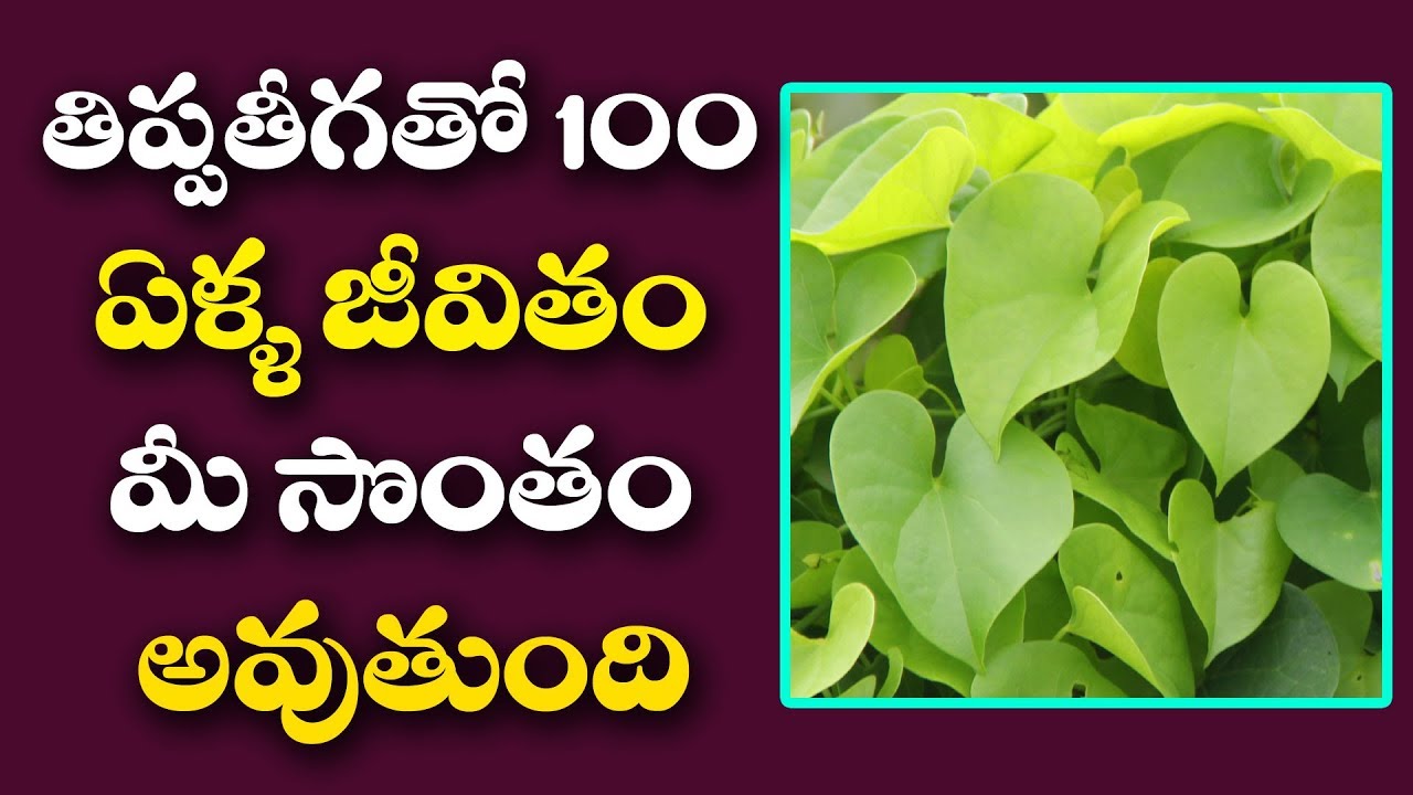 తిప్పతీగ తో 100 ఏళ్ల నిండు జీవితం మీసొంతం అవుతుంది||thippatheega ...
