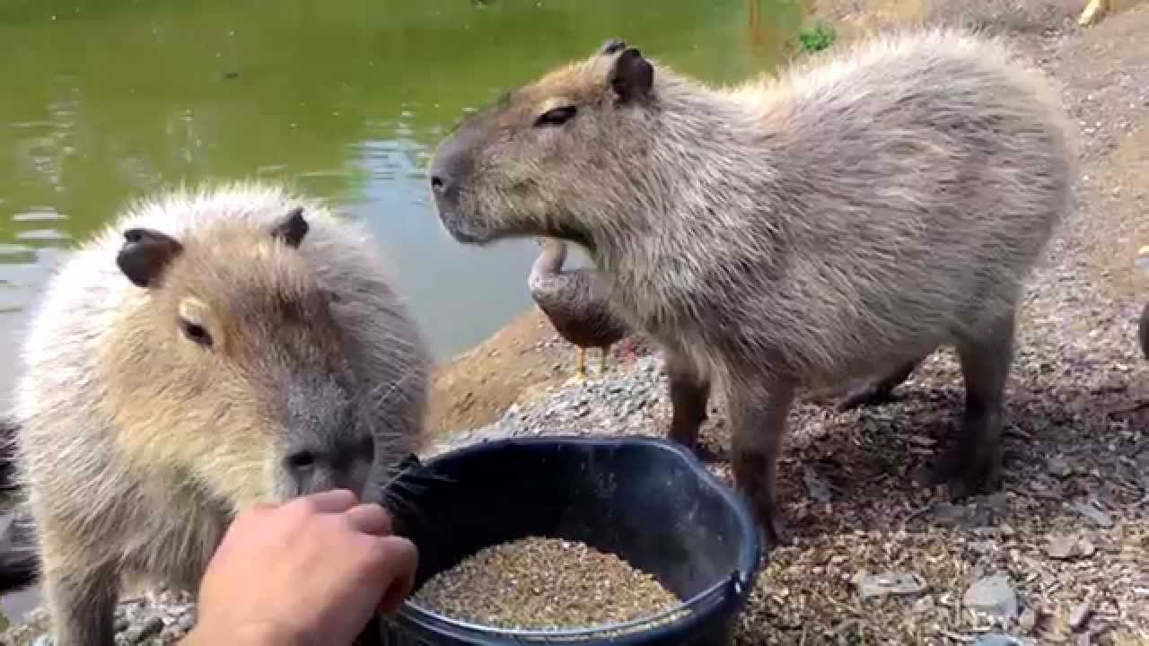 Capybara - YouTube