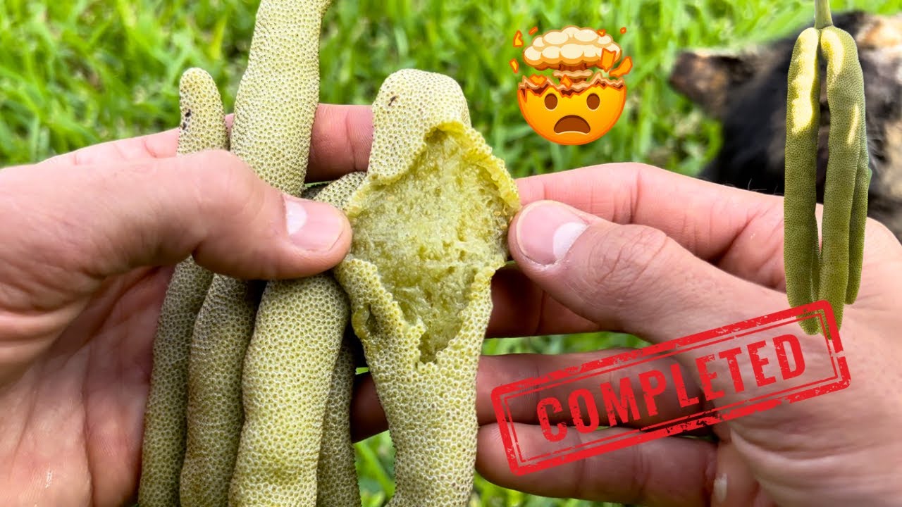 Gummy worm fruit cecropia peltata and Coconut Breakfast | Daily Pull-up ...