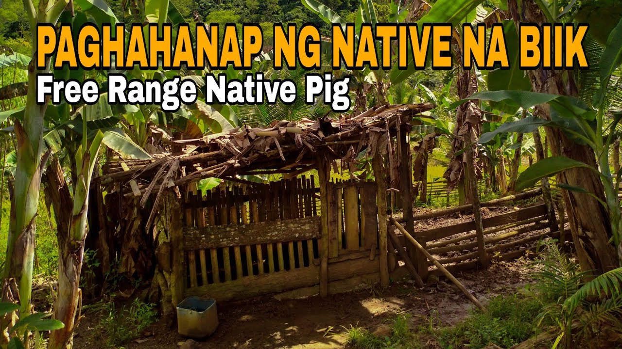 PAGHAHANAP NG NATIVE NA BIIK - PARA GAWING INAHIN OR LARGE BLACK NA ...