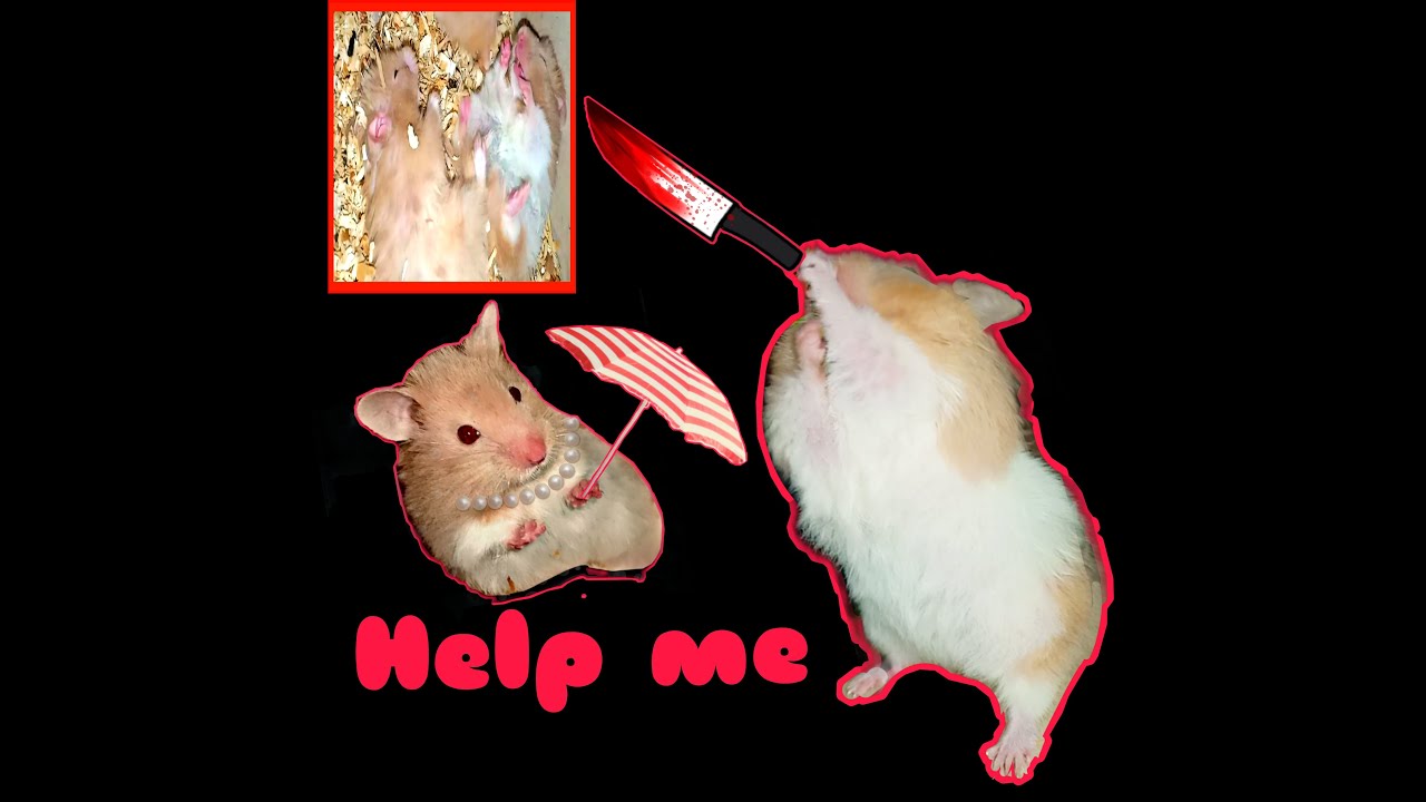 Hamsters fighting or playing - Why do hamsters fight each other ...