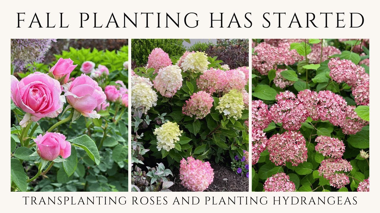 Time for Fall Planting || Transplanting Roses and Planting Hydrangeas ...