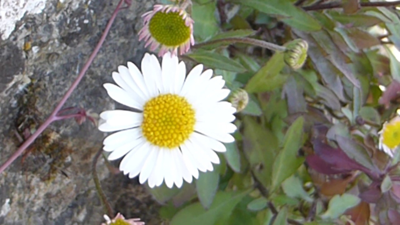 Bellis Perennis Daisy Flower Extract ค อ | Best Flower Site