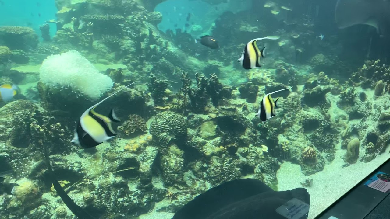 Amazing Sea life - YouTube