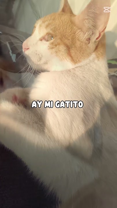 ay mi gatito miau miau - YouTube