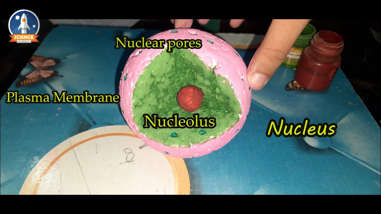 Nucleus || How to make nucleus model || DIY experiment - YouTube