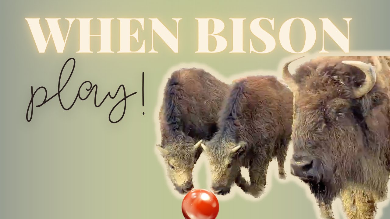 Rocco WON'T LET ME FILM! - Bison Play with BALL - YouTube