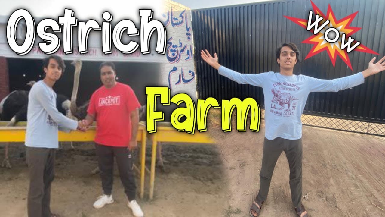 Visit Pakistan biggest ostrich farm🤗. - YouTube