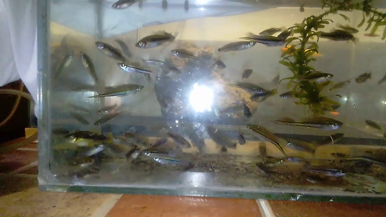 Charalitos - YouTube