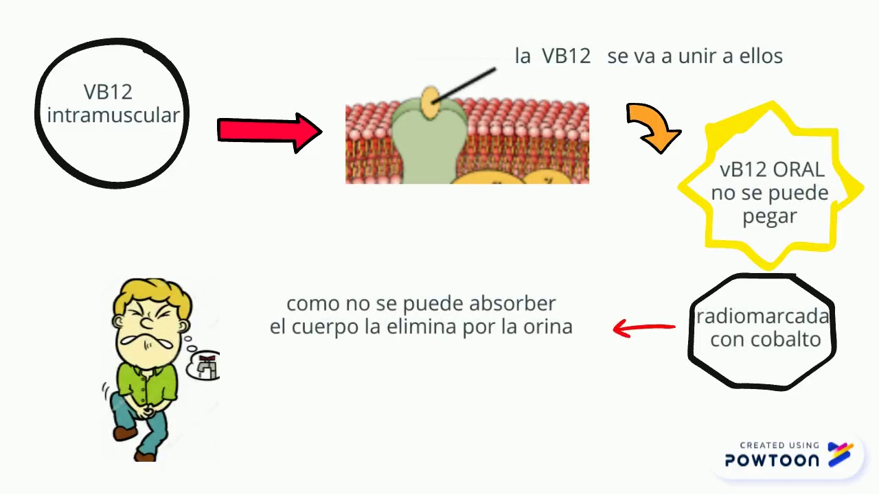 Prueba de Schilling - YouTube