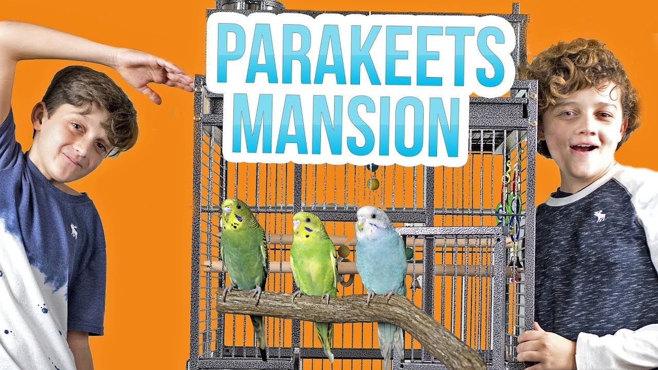 How to set up and assemble playtop parrot and parakeet large bird cage ...