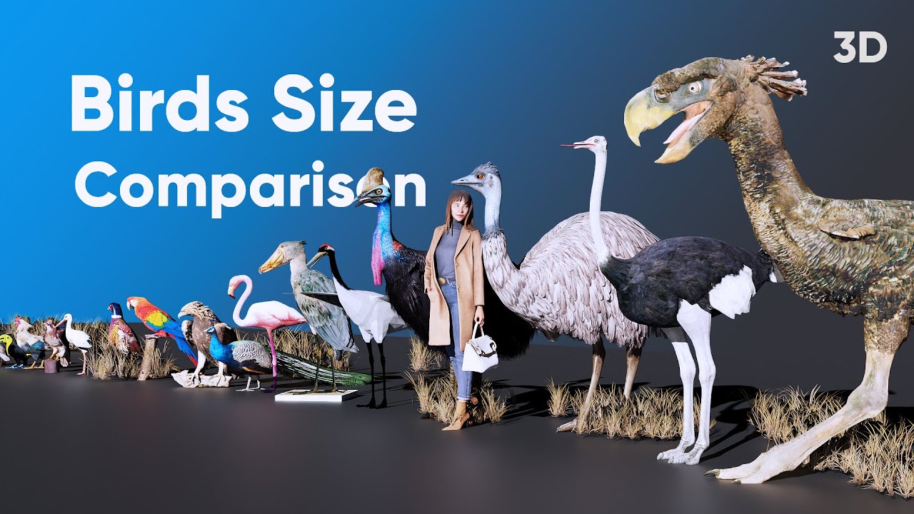 Birds Size 3D Comparison 2024 - YouTube
