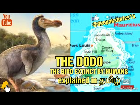 The dodo The unknown bird which is extinct by humans explained in தமிழ் ...