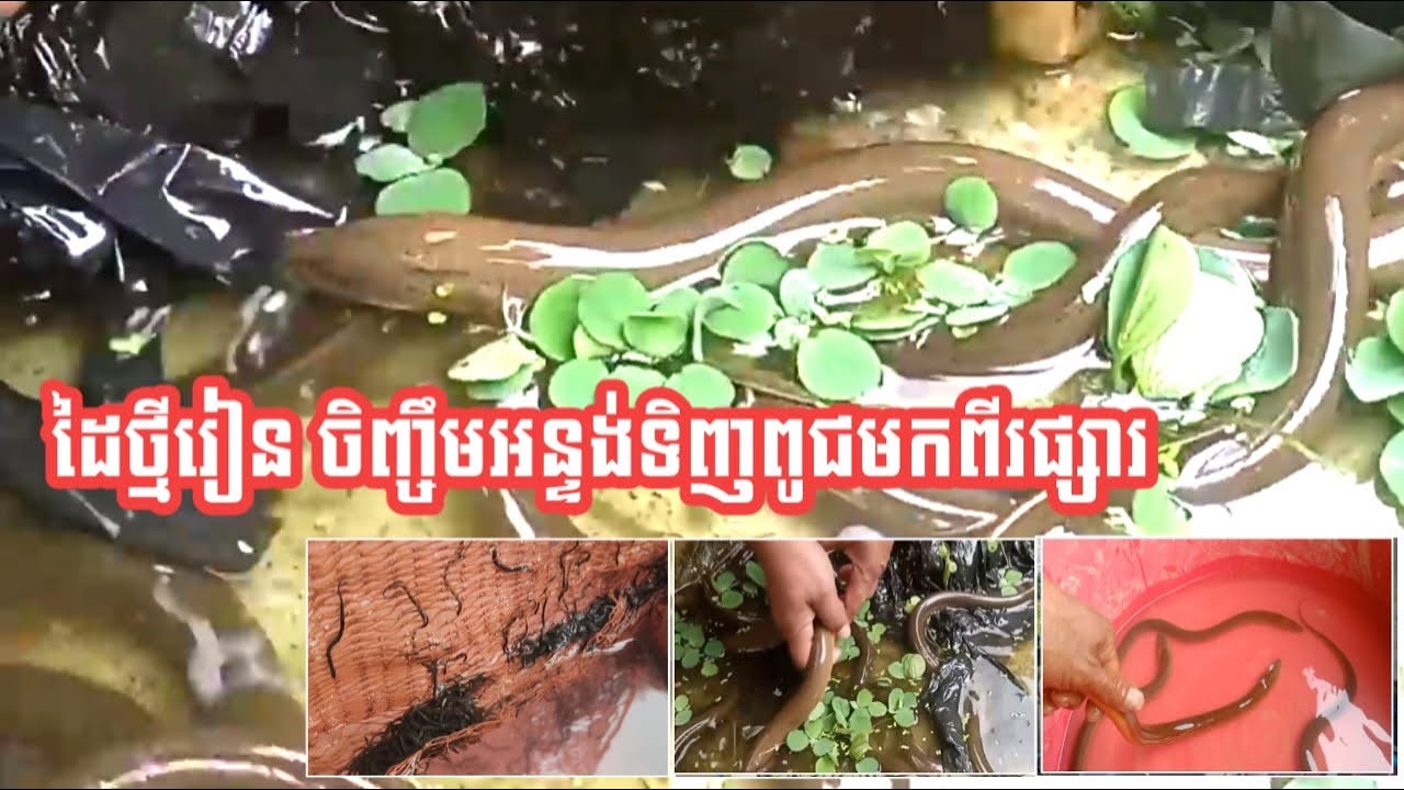 ដៃថ្មីរៀនចិញ្ចឹមអន្ទង់ ទិញពូជមកពីរផ្សារ / Beginners learn to raise eels ...