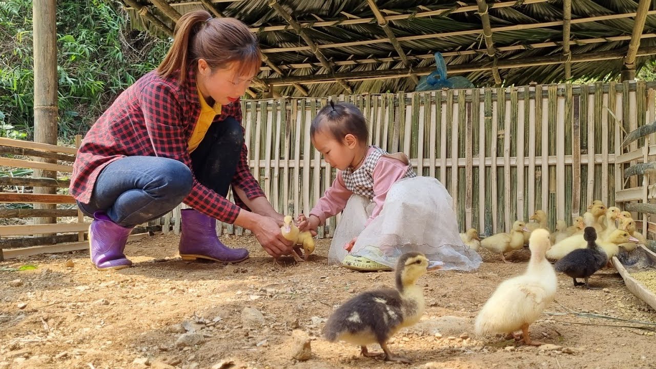 How to build a house for ducks, farm life, Dang Ngoc Yen - YouTube