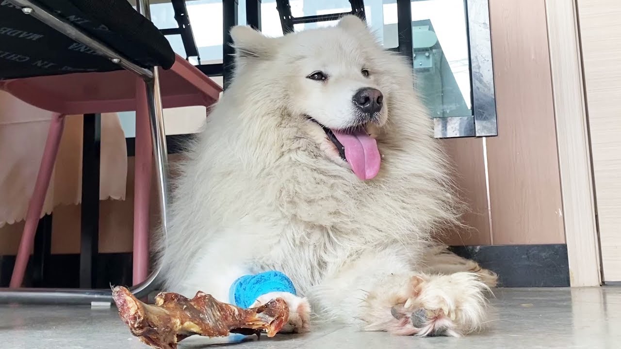 The Wound Is Recovering Well. Thank You Dayao For Rescuing Me From The ...