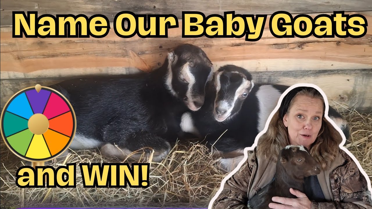 Help Us Name Our Baby Goats & WIN a Prize! - YouTube