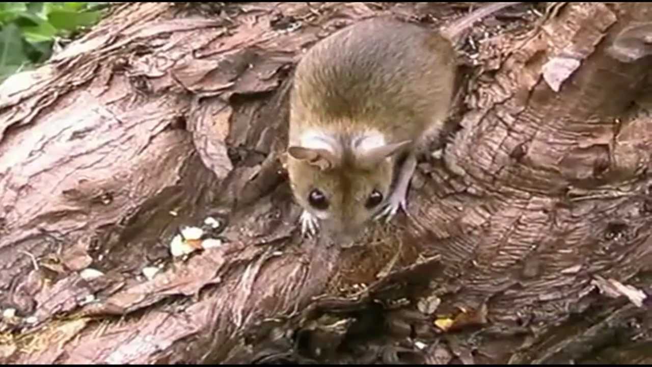 One Brown Mouse - YouTube