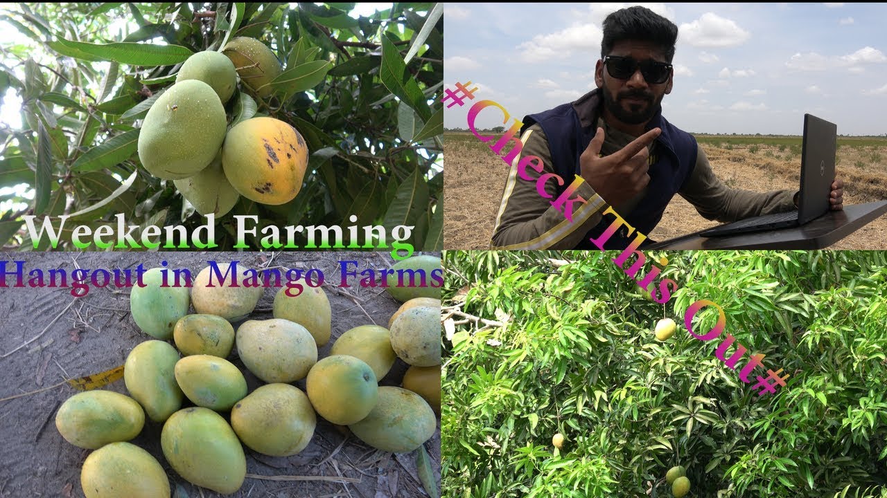 Mango Fruits Farming Explained step wise | Visiting a Mango Garden ...