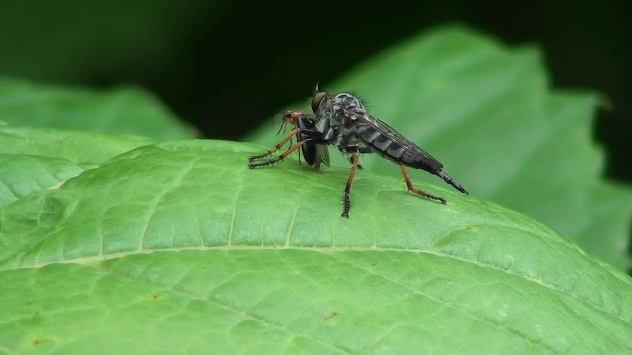 Robber Fly (Asilidae: Promachus) with Pedilid Beetle - YouTube
