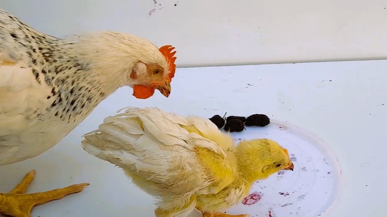Feasting Fun: Little Yellow Chick and Charming Chickens Enjoying ...