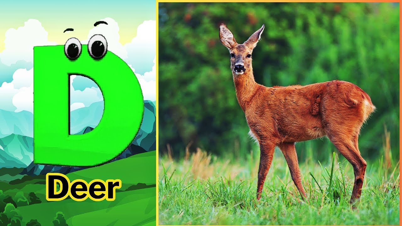 ABC Animals (Mammals) Song | Real Animals Song | Learn English ...