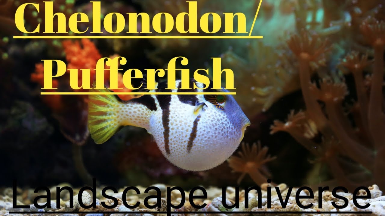 Chelonodon/Pufferfish. - YouTube