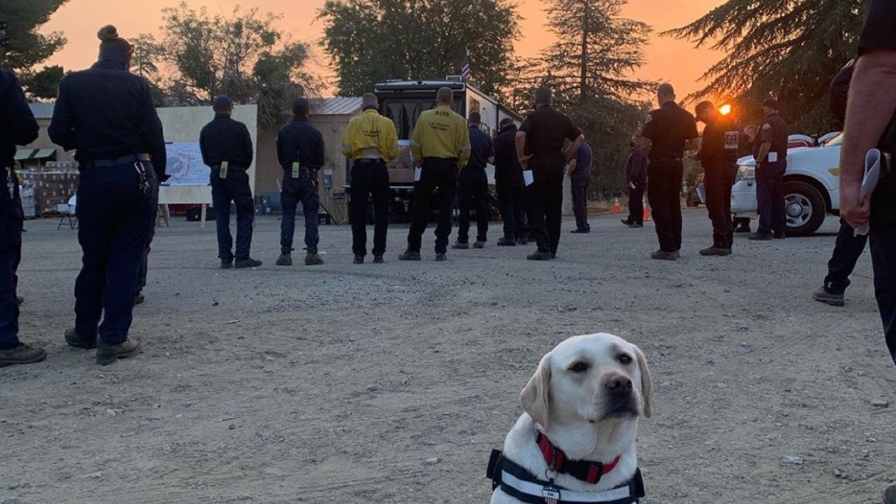 Peer Support Dogs - Press Conference - YouTube