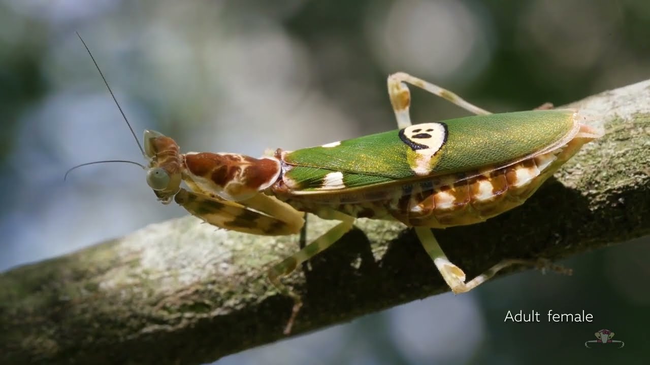 Most Amazing # Unique # Beautiful # Praying Mantises # Mantis # Top Ten ...