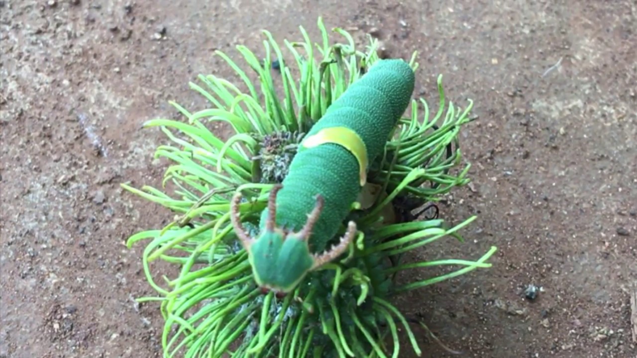 Dragon Worms || Dragon Lava || Amazing Worms - YouTube