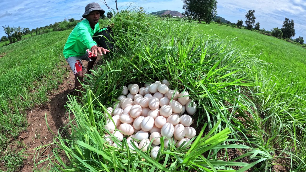 WOW wow amazing - A farmer pick duck eggs in grass at field near road ...