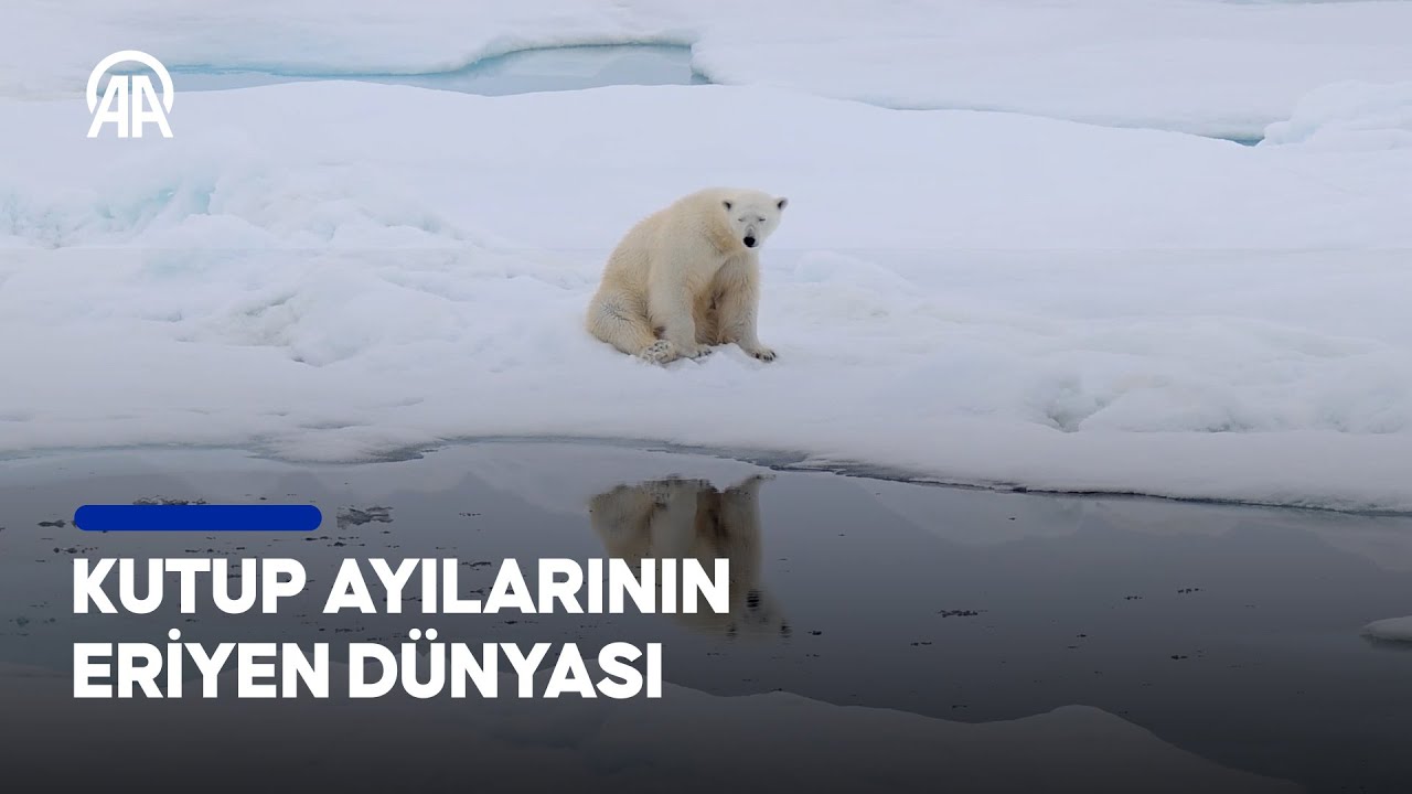 Kutup ayıları için son şans: Kuzey Kutbu - YouTube