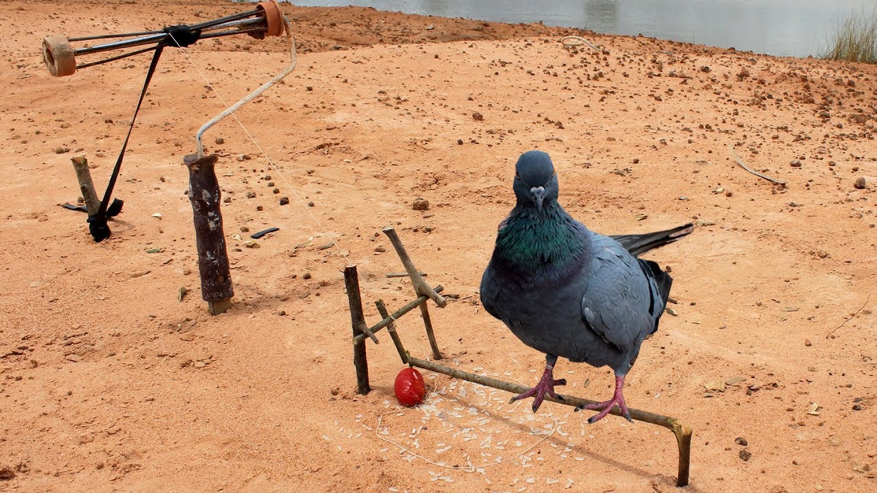 Awesome Supper Bird Trap Using Paint Roller Cage - How to make best ...