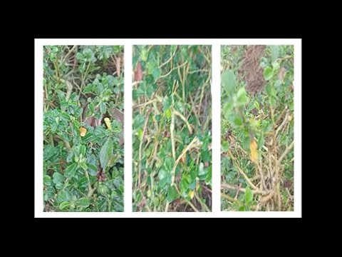 Tanaman Bunga Hias Semak-Semak Berdaun Kecil - YouTube