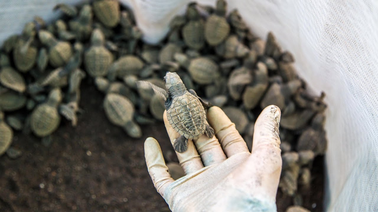 Baby SEA TURTLE CONSERVATION IN COSTA RICA - YouTube