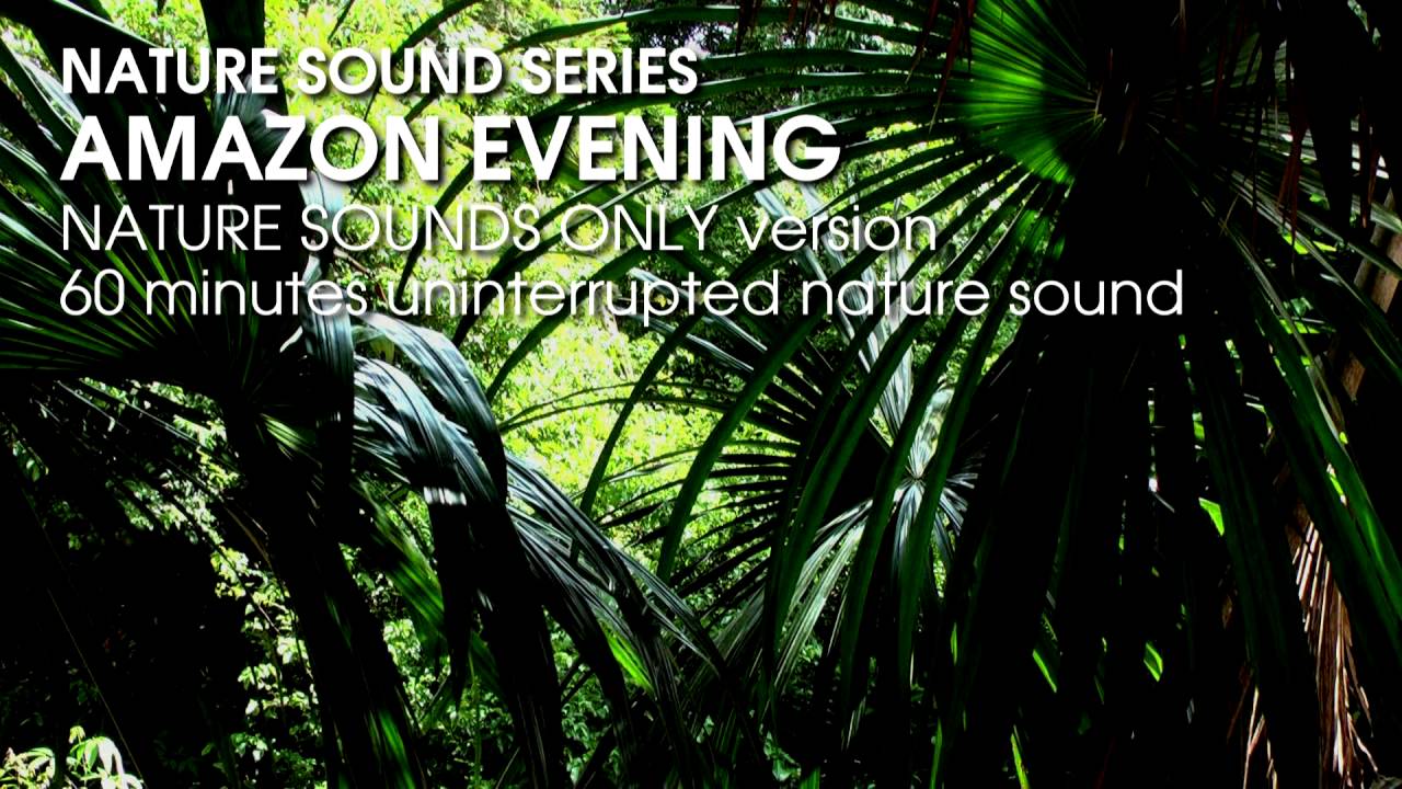 Amazon Evening - nature soundscape. Relaxation, natural sounds. - YouTube