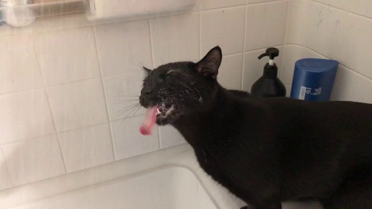 A Cat who Loves Water Joins in the Shower Routine || ViralHog - YouTube
