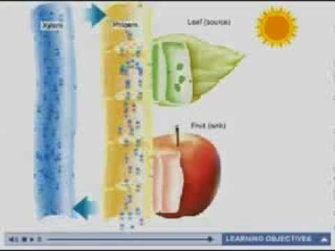 Yalvaç Fen Lisesi-Bitkilerde Taşıma Şarkısı