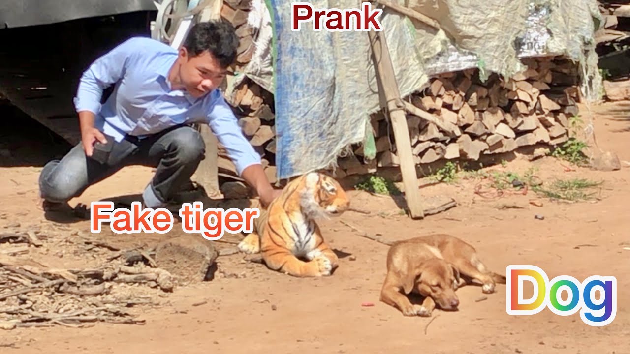 Fake tiger prank dog can’t stop laugh 😹 - YouTube