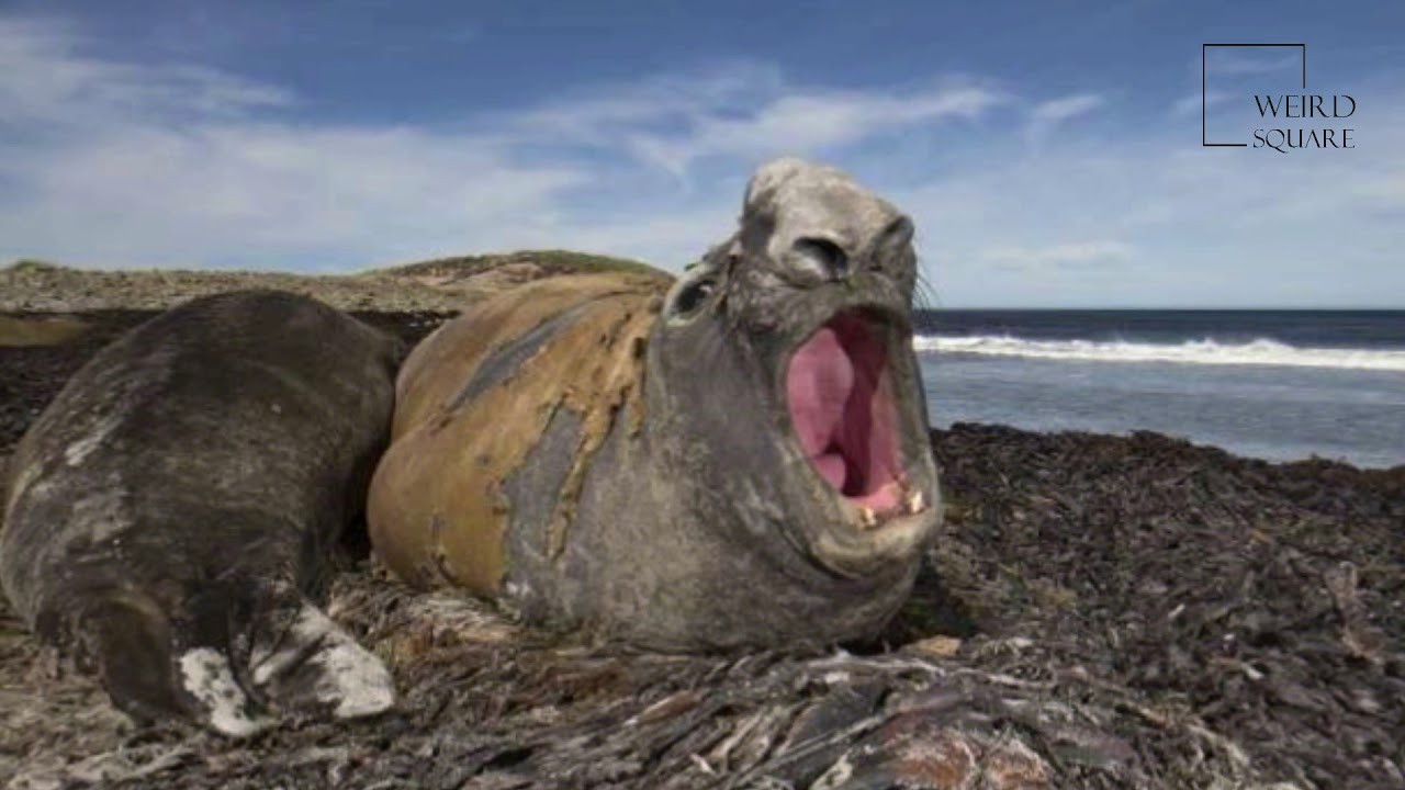 Interesting Facts About Northern Elephant Seal By Weird Square YouTube interesting-facts-about-northern-elephant-seal-by-weird-square-youtube