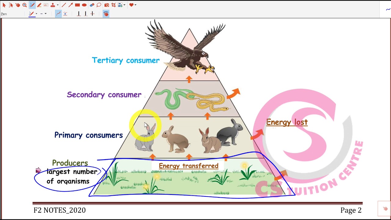Bald Eagle Food Chain Diagram Behavioral Responses Of